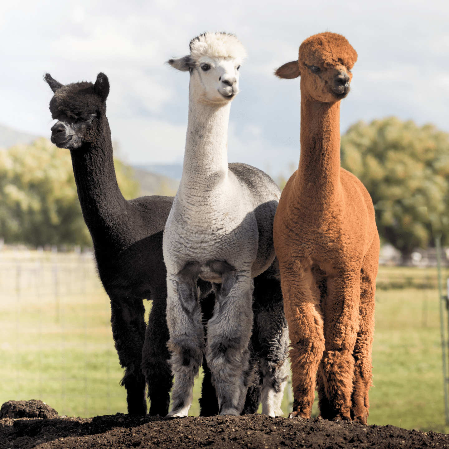 Show Results - ALSA - Alpaca Llama Show Association