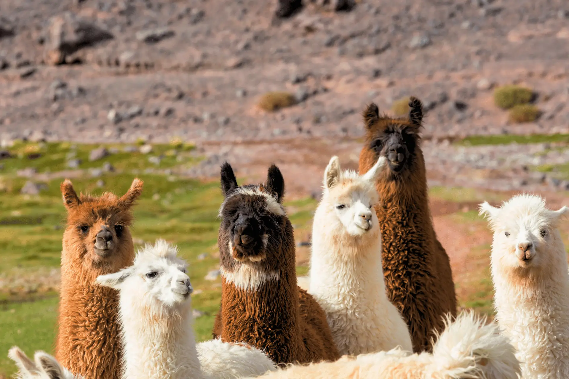 Show Calendar - ALSA - Alpaca Llama Show Association Show Calendar - ALSA - Alpaca Llama Show Association