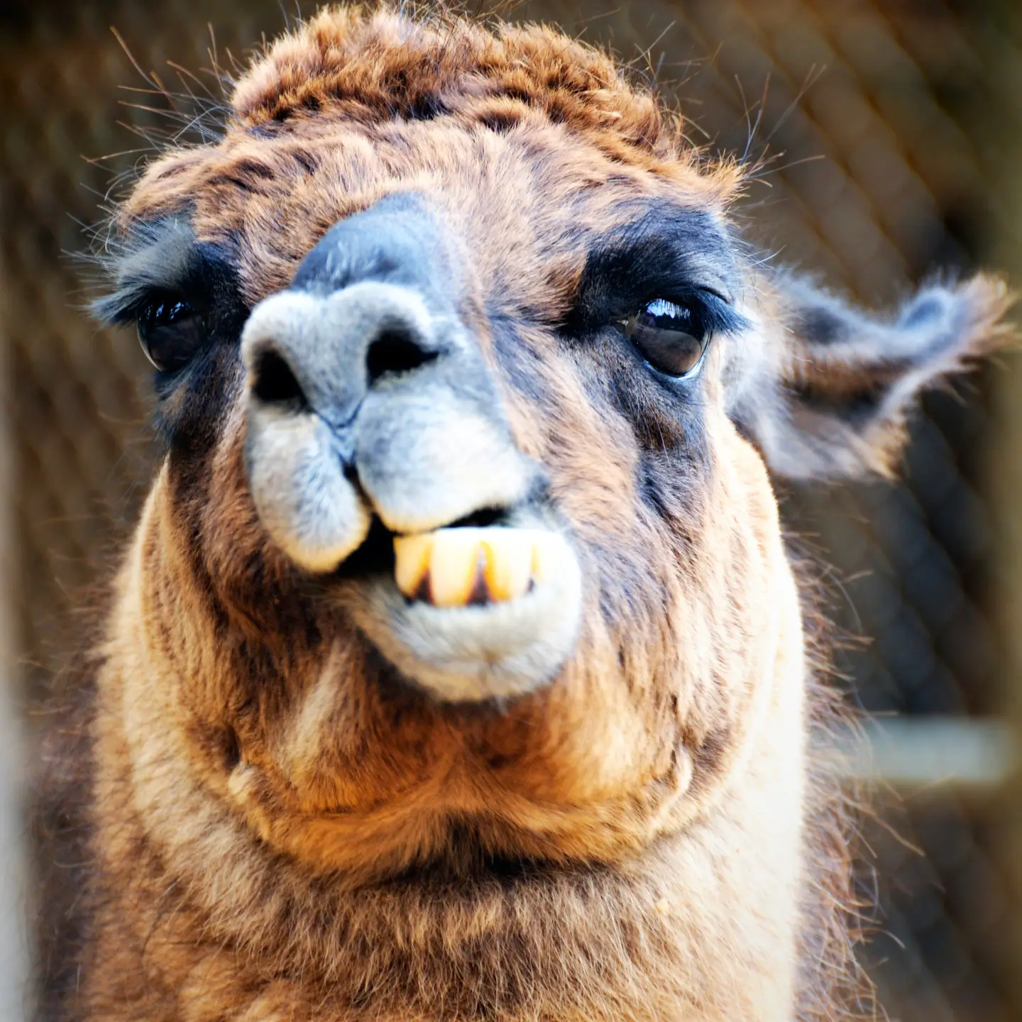 Forms - ALSA - Alpaca Llama Show Association