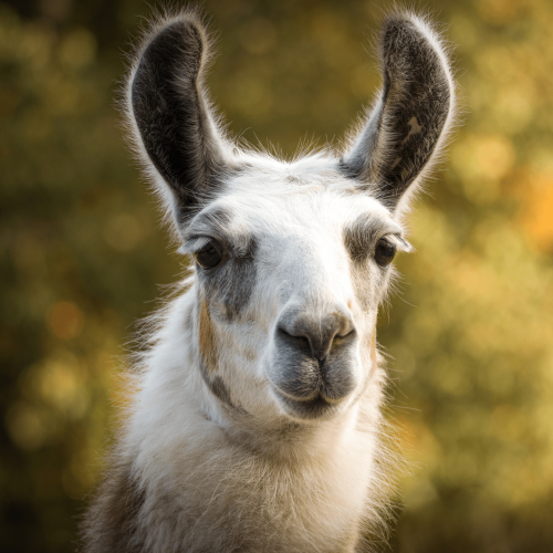 Join ALSA - ALSA - Alpaca Llama Show Association