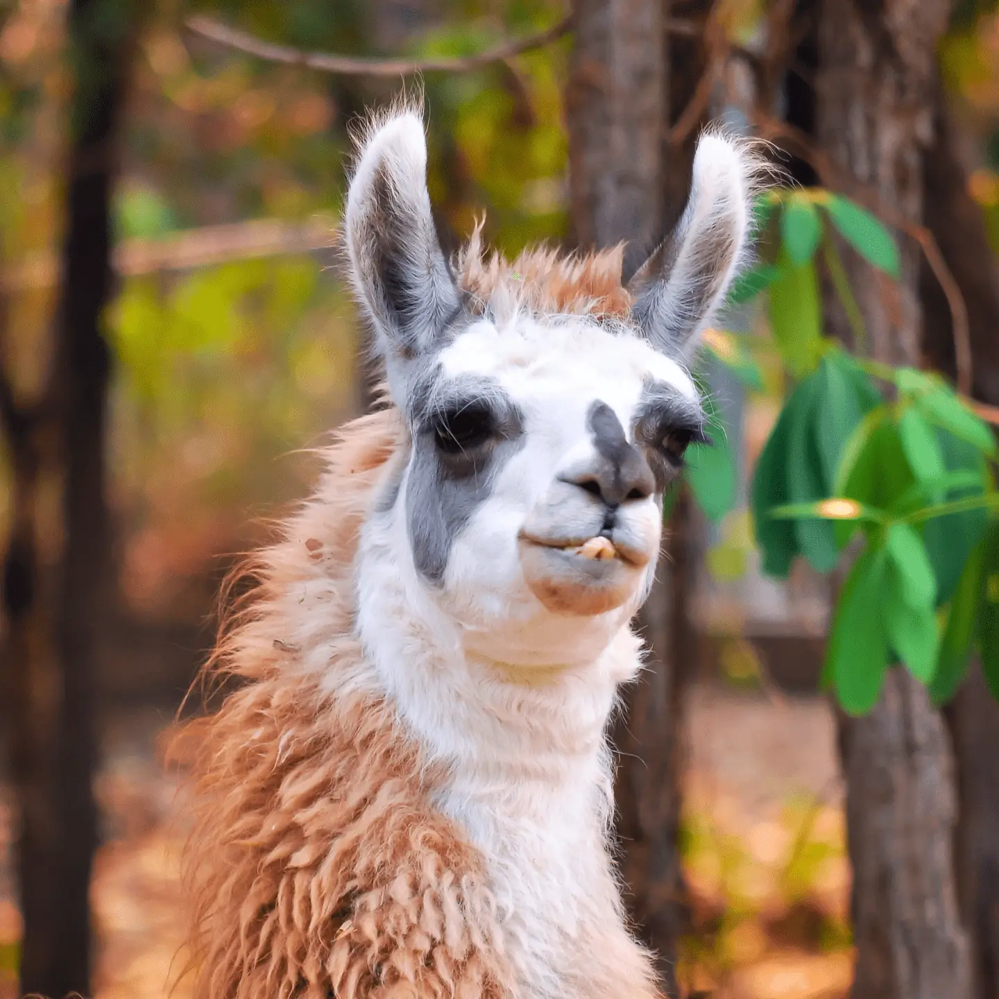 Llama Fleece Show Packet - ALSA - Alpaca Llama Show Association