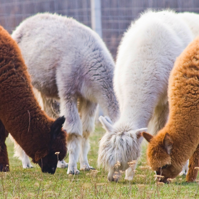Committees - ALSA - Alpaca Llama Show Association
