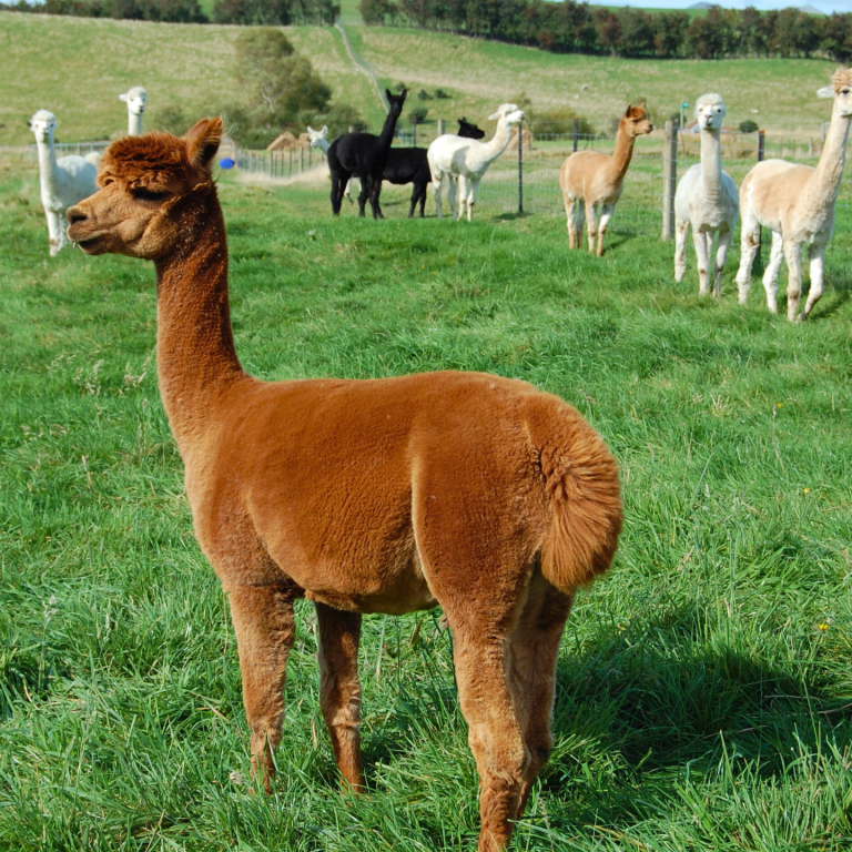 Committees - ALSA - Alpaca Llama Show Association